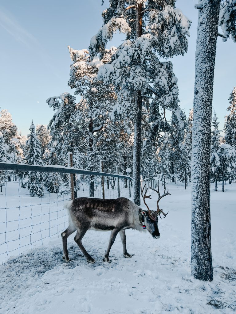 The Ultimate Guide to Winter in Finland - Discover the best of Finland