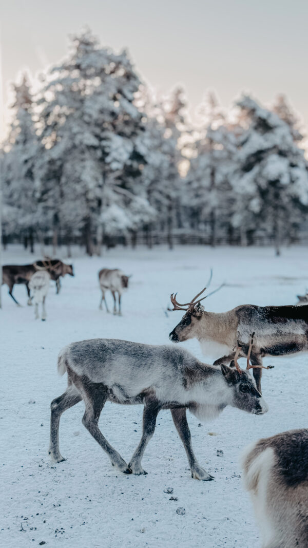 Muonio: The Hidden gem of Finnish Lapland - Discover the best of Finland
